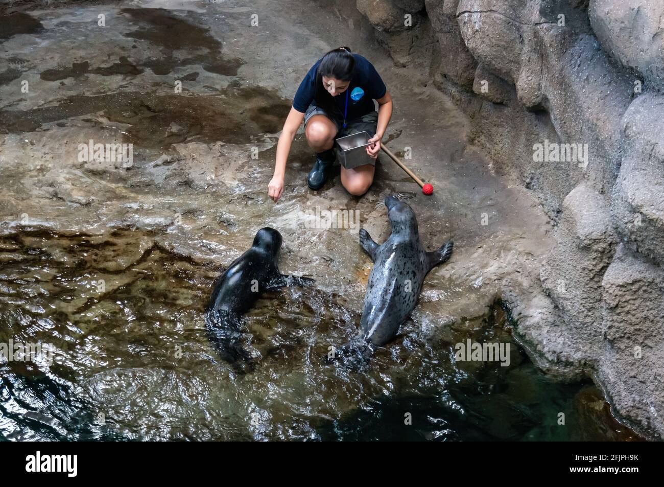 Feeding seal in keeper hi-res stock photography and images - Alamy