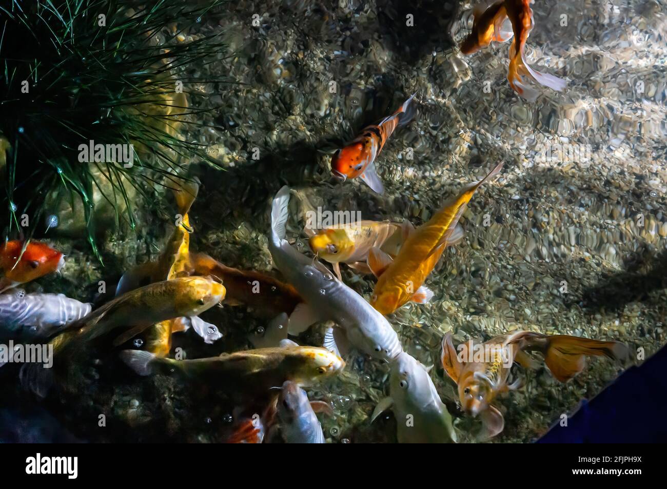 A shoal of Common carps (Cyprinus carpio - freshwater fish of eutrophic ...