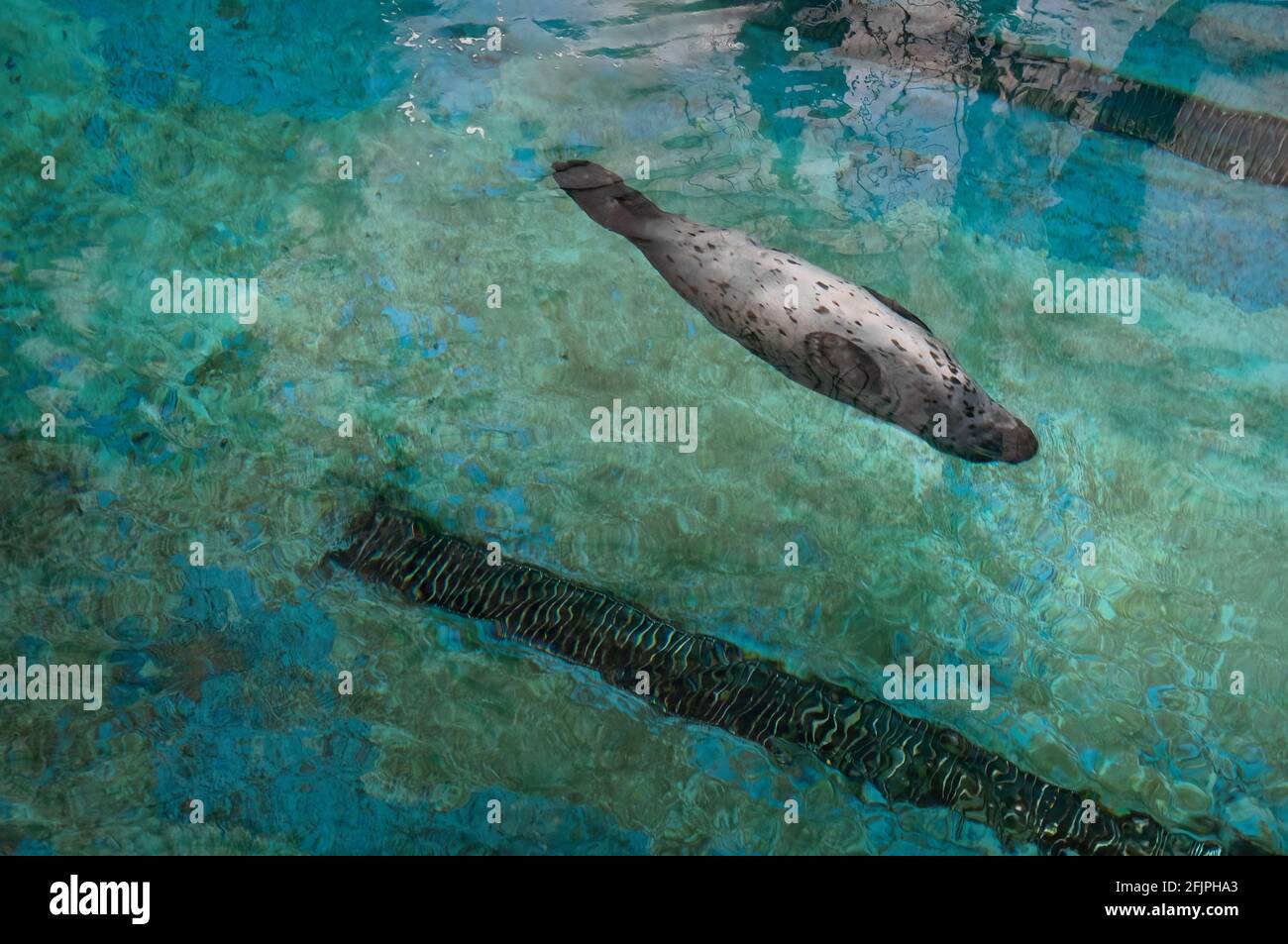 Harbor Seal Swimming