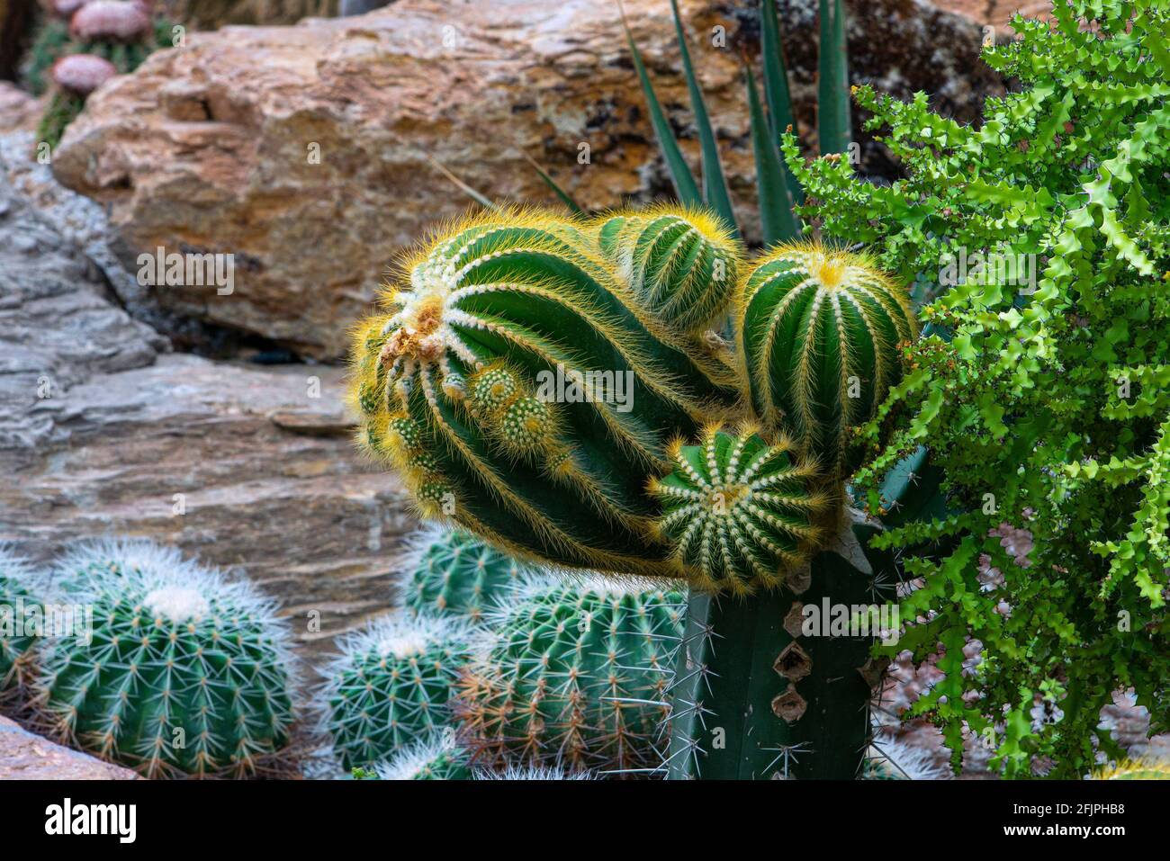 Beautiful cactus blooming in the garden on blurred background ...