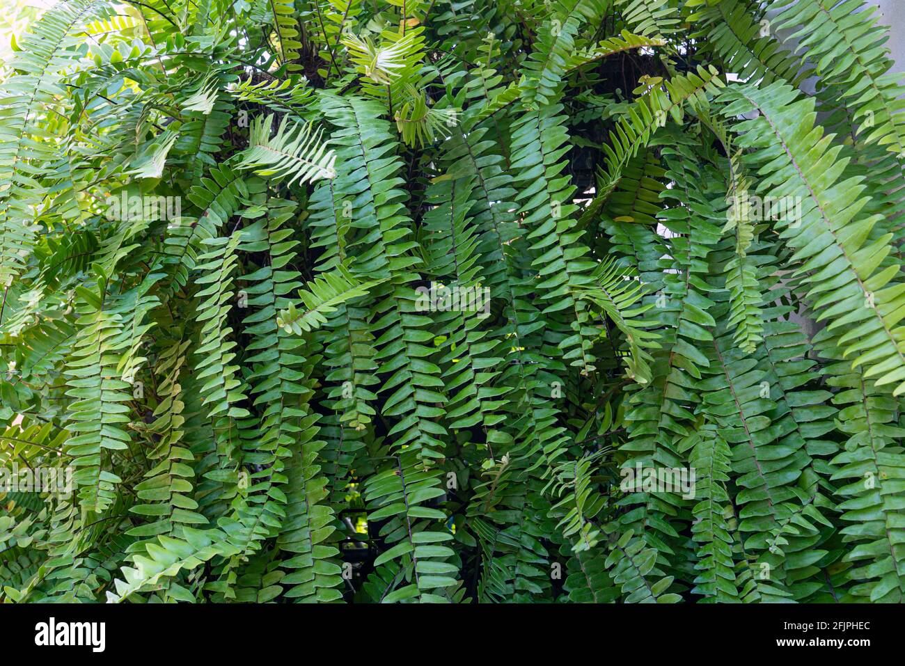 green forest fern petals. fern pattern macro Stock Photo - Alamy