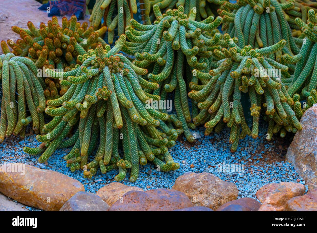 The big circle cactus with shaped thrones in the sand Stock Photo - Alamy