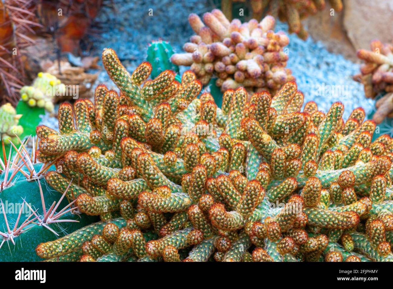 The big circle cactus with shaped thrones in the sand Stock Photo - Alamy
