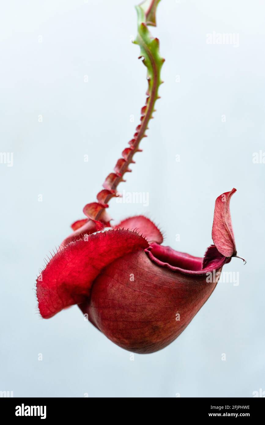 Nepenthes rafflesiana exotic carnivorous plant Stock Photo - Alamy