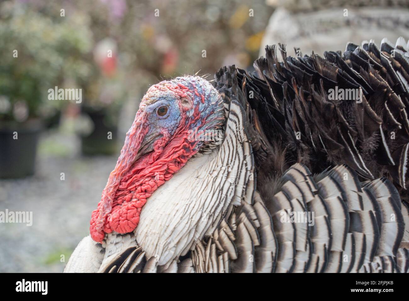 Turkey looking at camera hi-res stock photography and images - Alamy