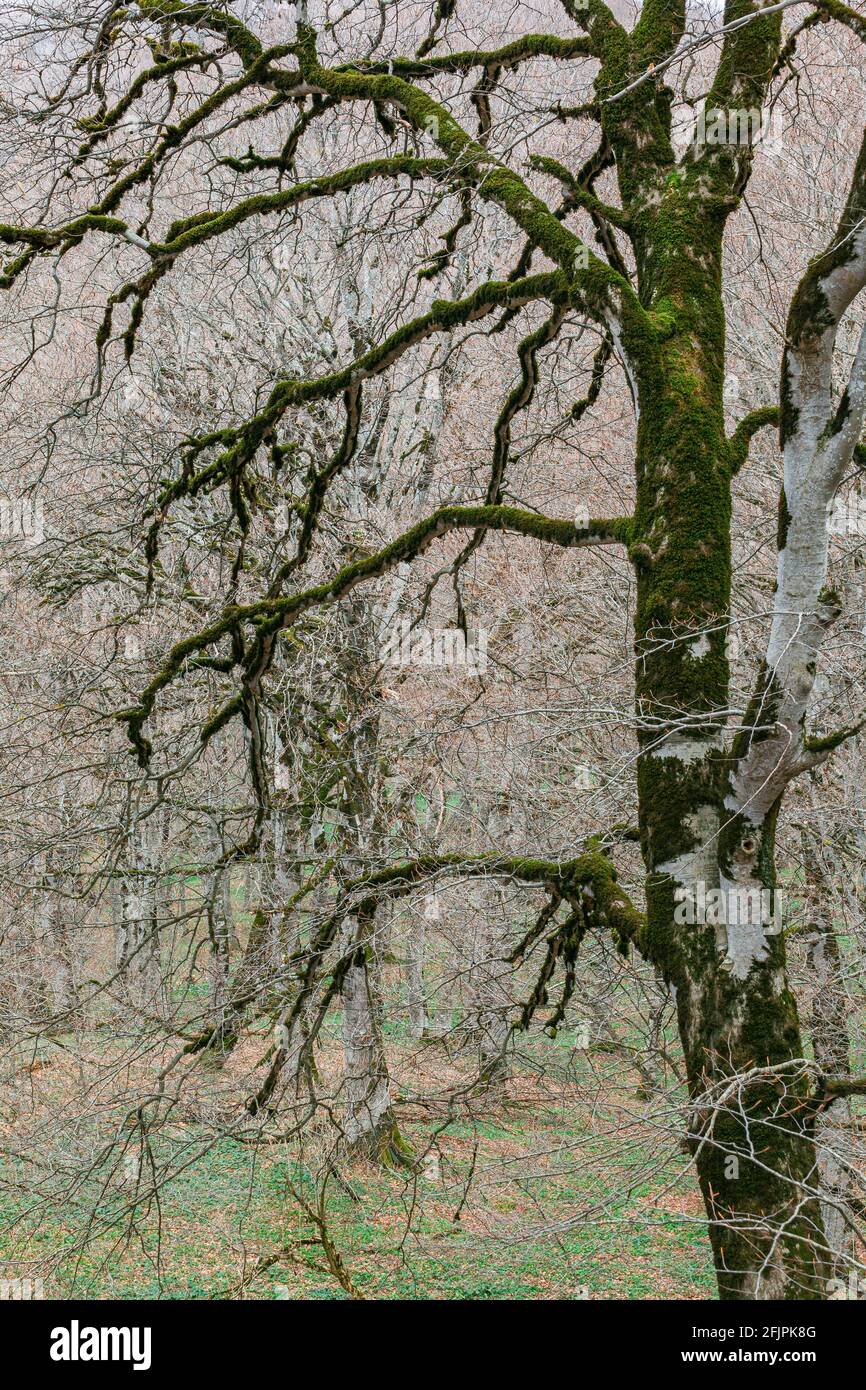 Large mossy tree branches hi-res stock photography and images - Alamy