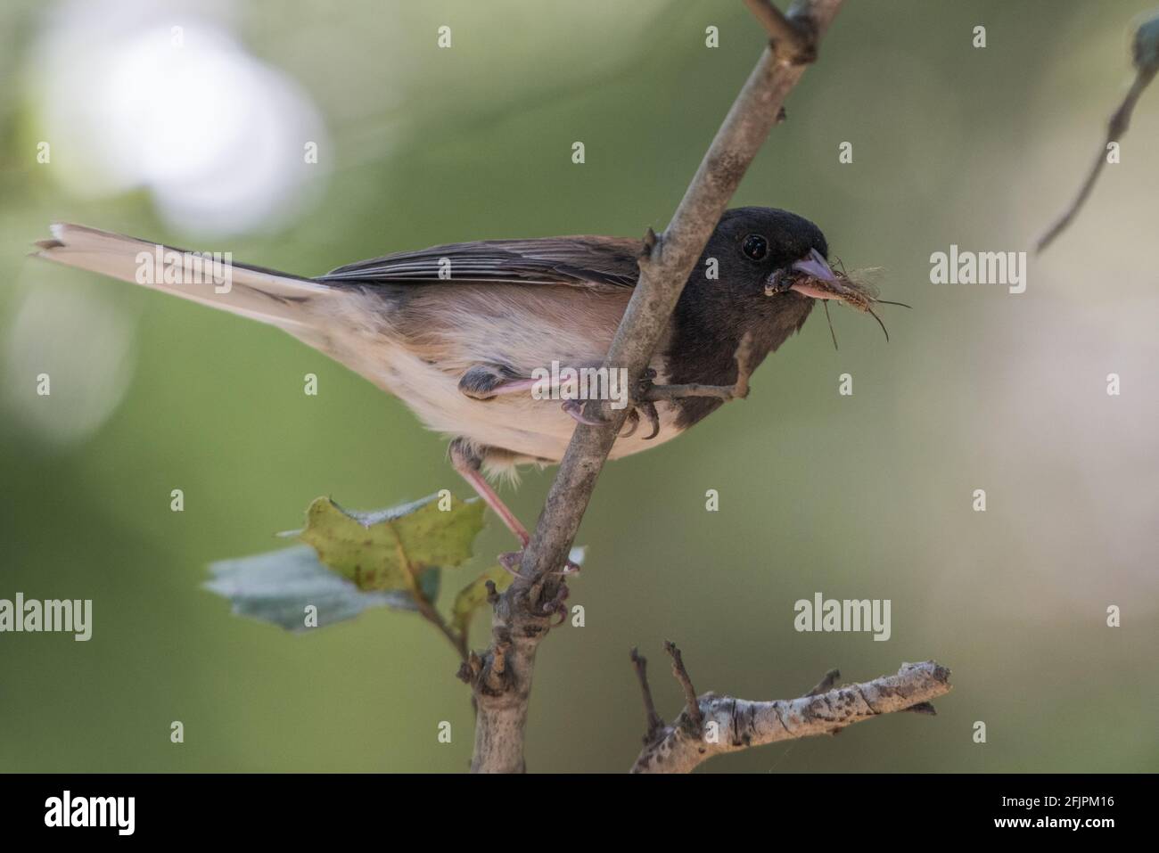 Snakefly eating hi-res stock photography and images - Alamy