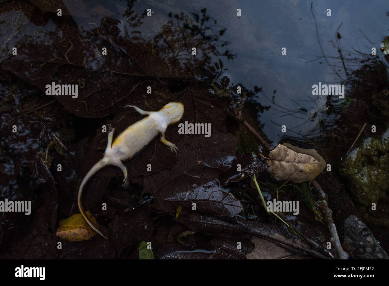 A dead newt, dead and dying salamanders are cause for concern and must ...