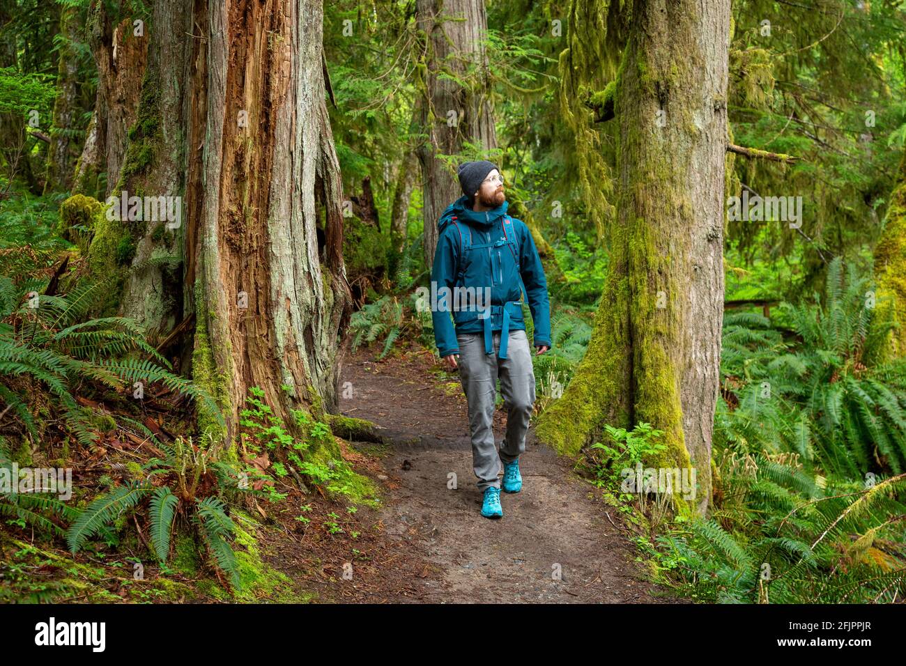 Deep green forests hi-res stock photography and images - Alamy