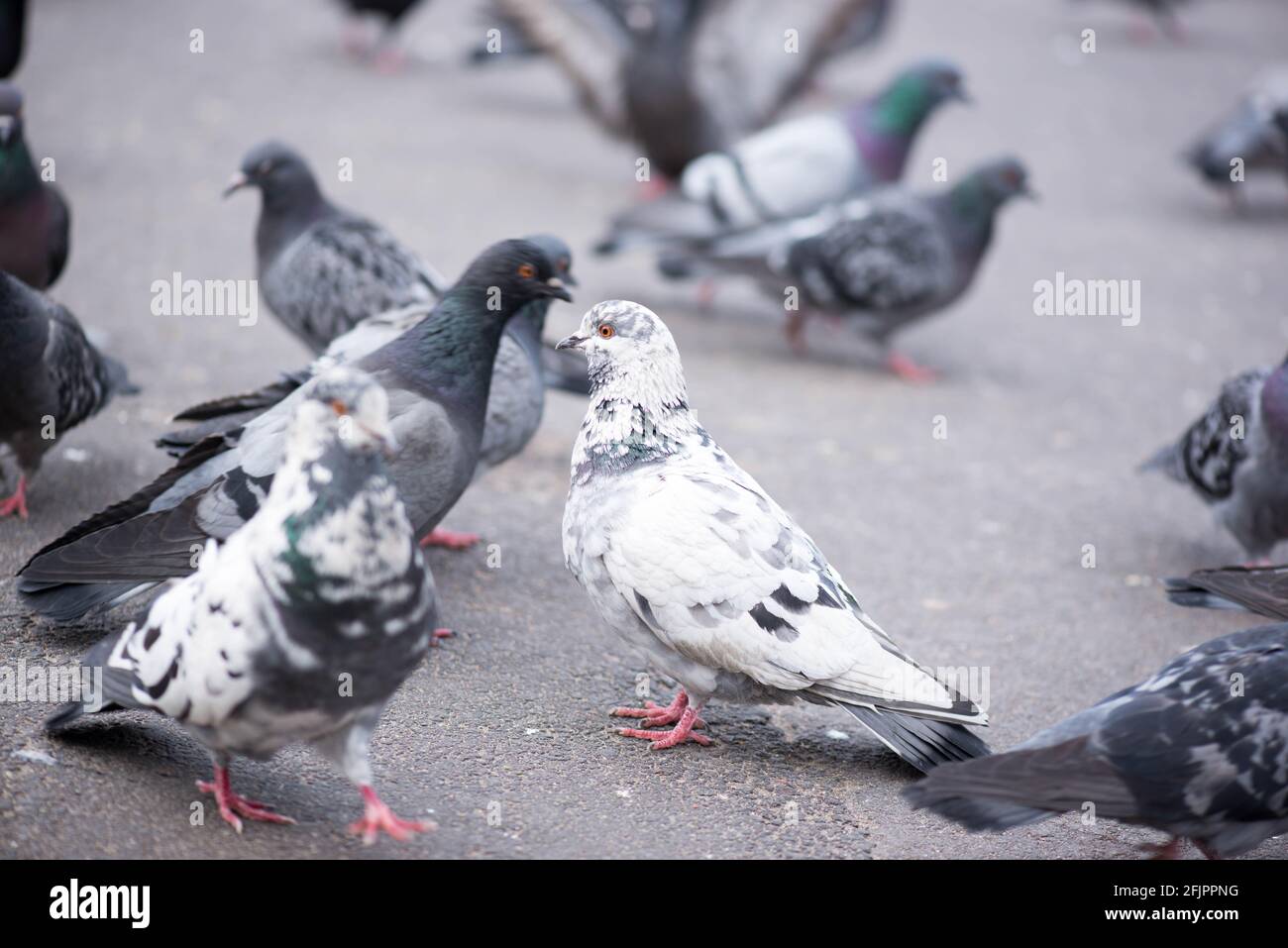Pigeons in cities hi-res stock photography and images - Alamy