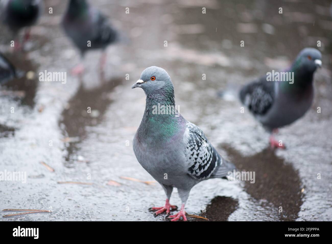 Wet dove hi-res stock photography and images - Alamy