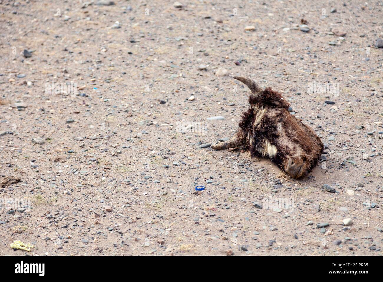 Head of a dead bull with horns and skin on the background of the ground ...