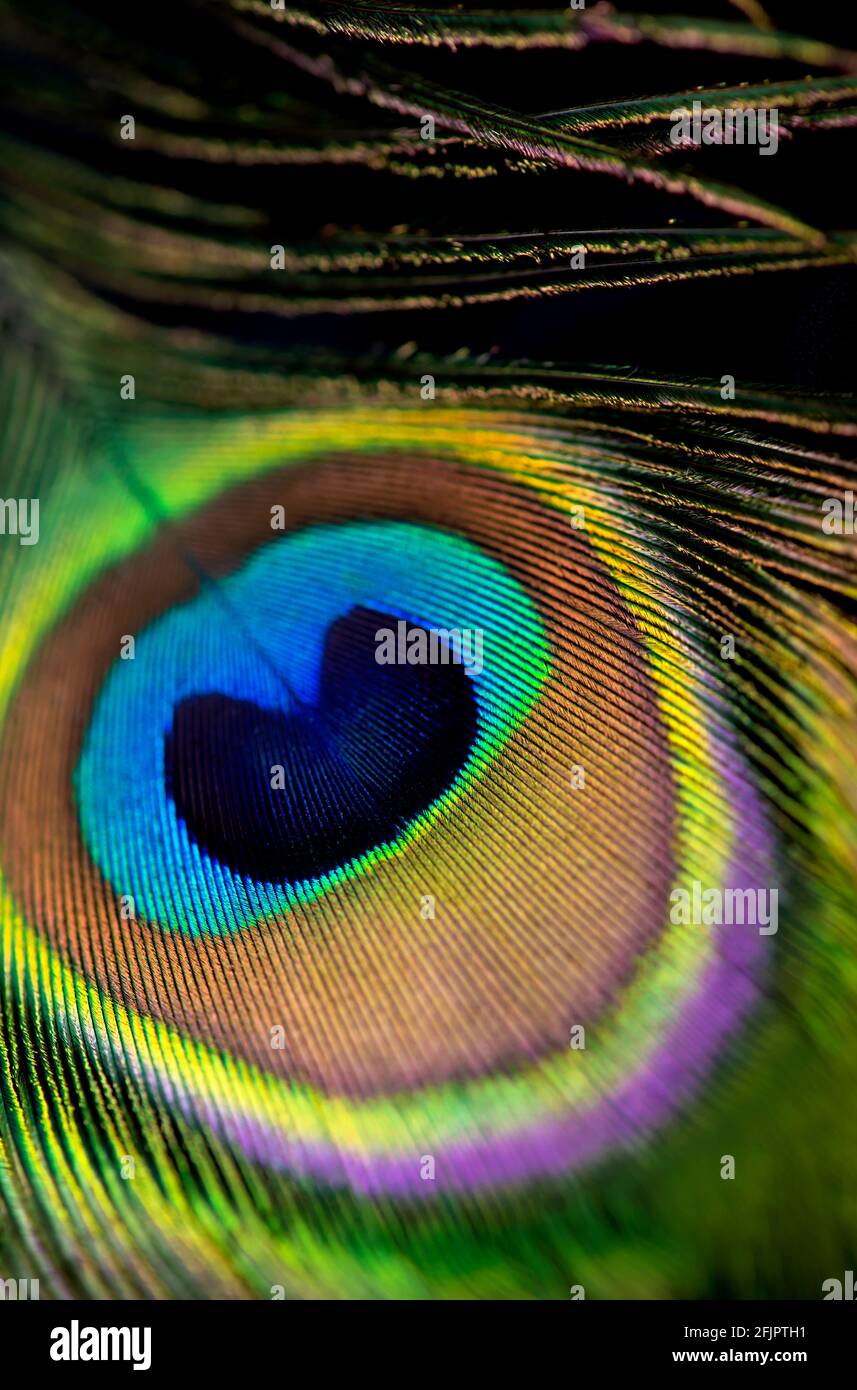 Background, wallpaper, texture Part of beautiful peacock tail Stock ...