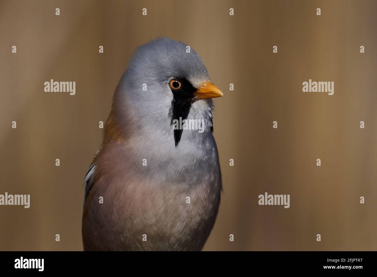 Bearded reedling habitat hi-res stock photography and images - Alamy