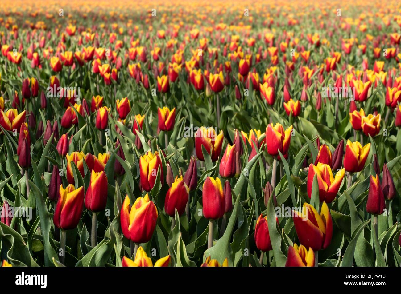 Red yellow bicolor hi-res stock photography and images - Alamy