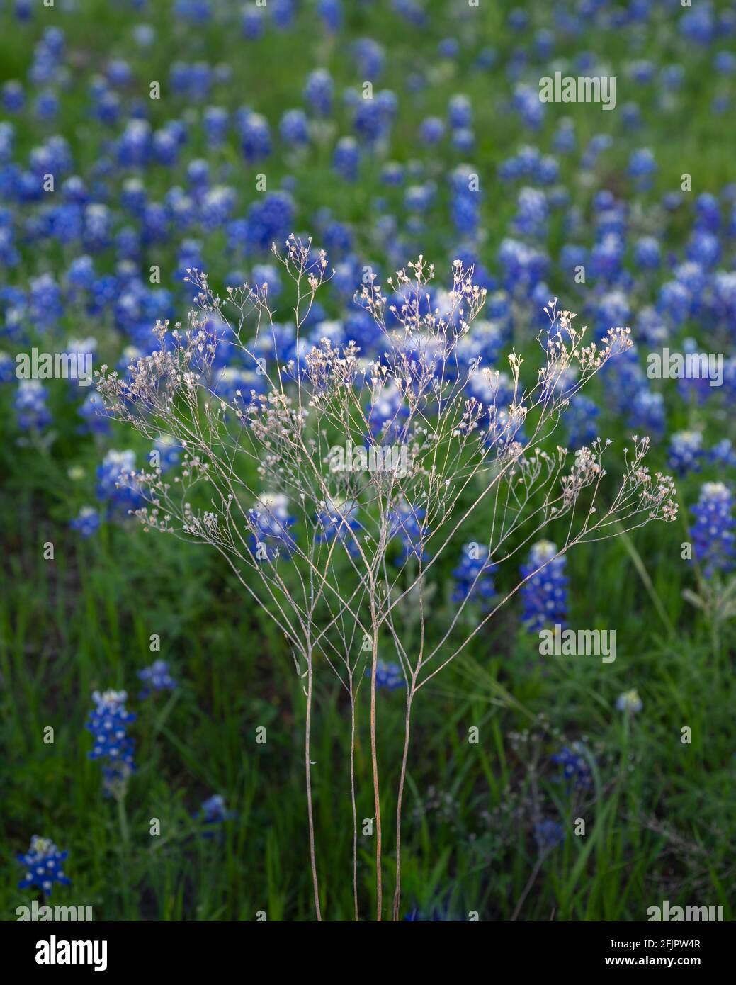 Wildflowers and grass hi-res stock photography and images - Alamy