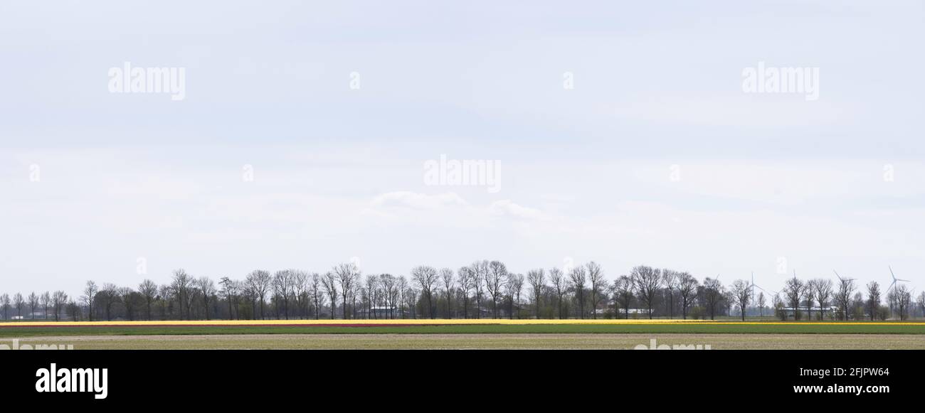 Tulip field agriculture farming hi-res stock photography and images - Alamy