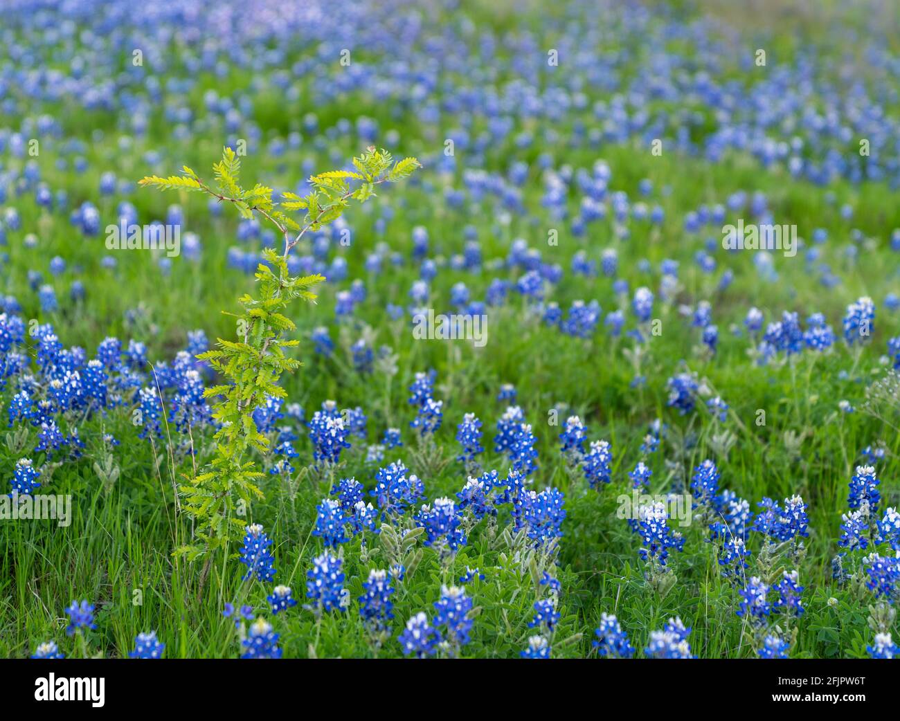 Wildflowers in North Texas countryside Stock Photo - Alamy
