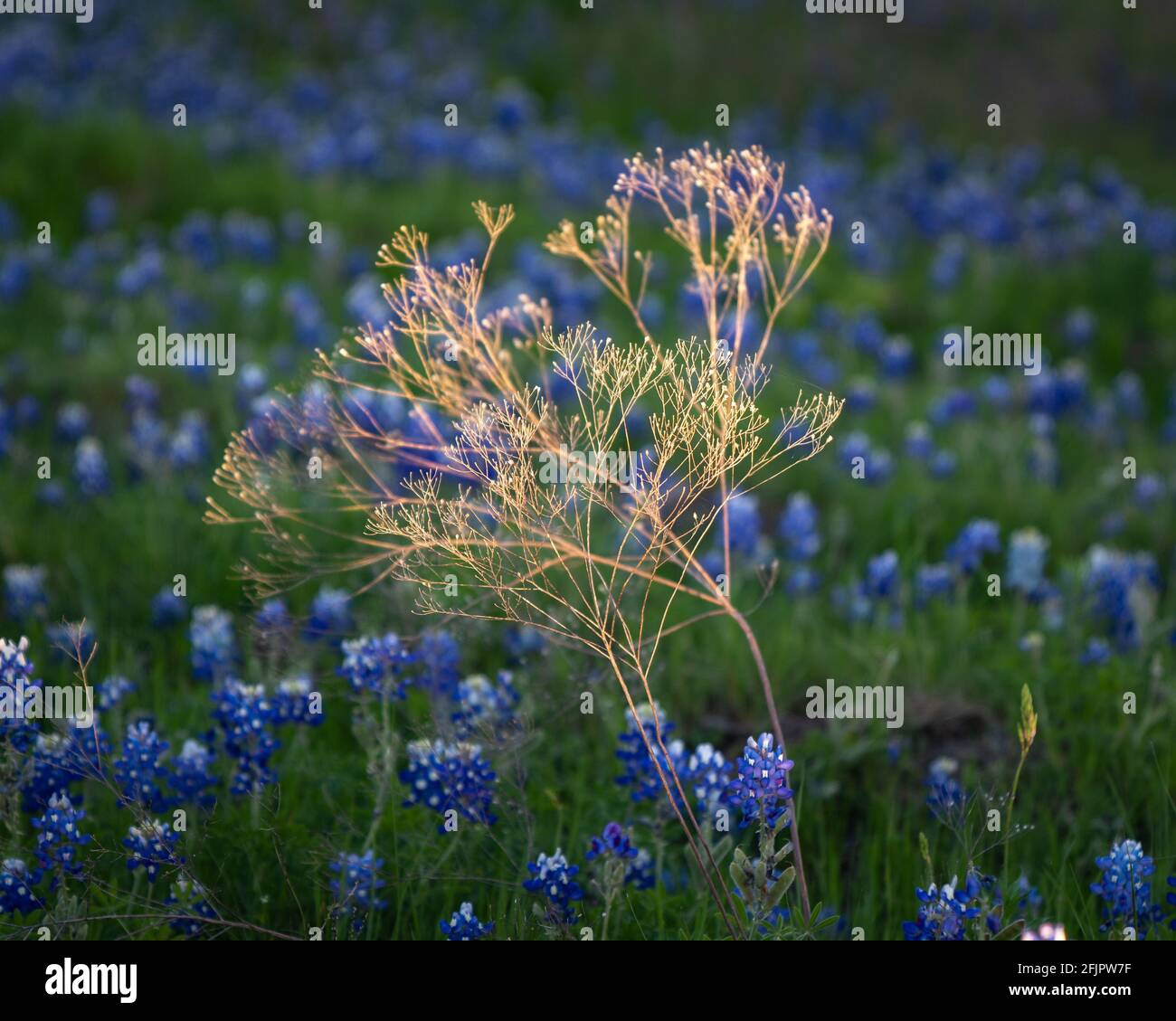 Wildflowers in North Texas countryside Stock Photo - Alamy