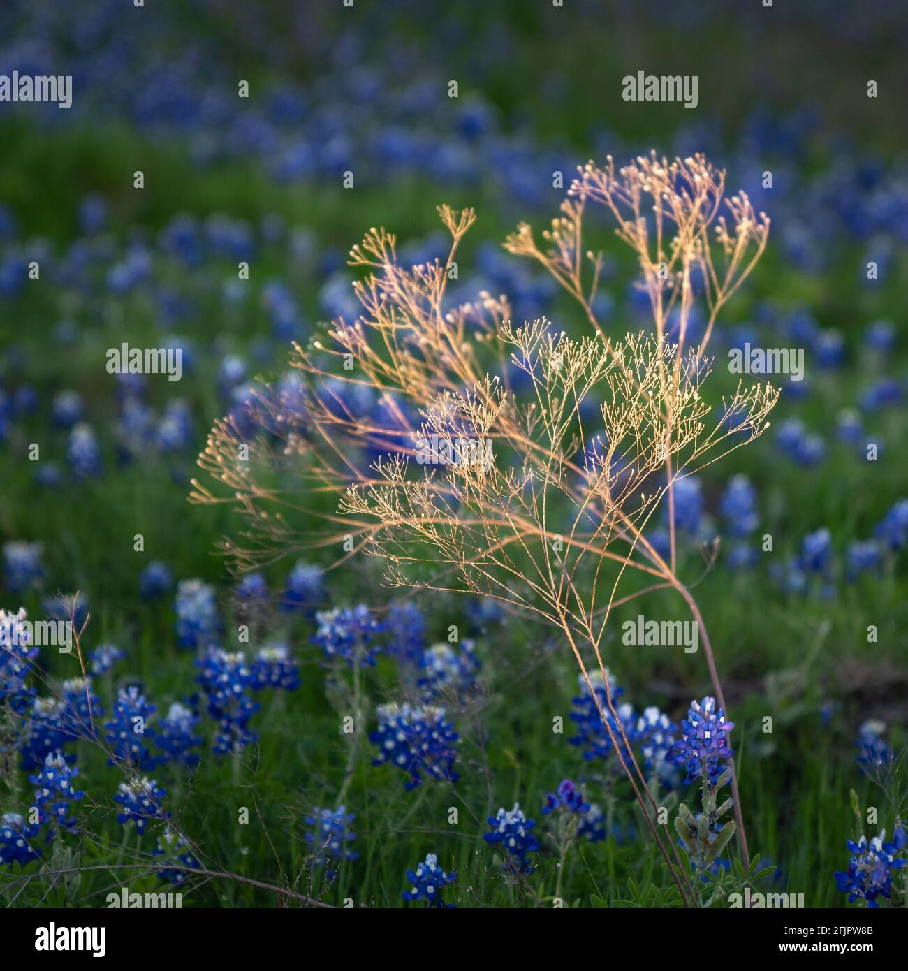 Wildflowers in North Texas countryside Stock Photo - Alamy