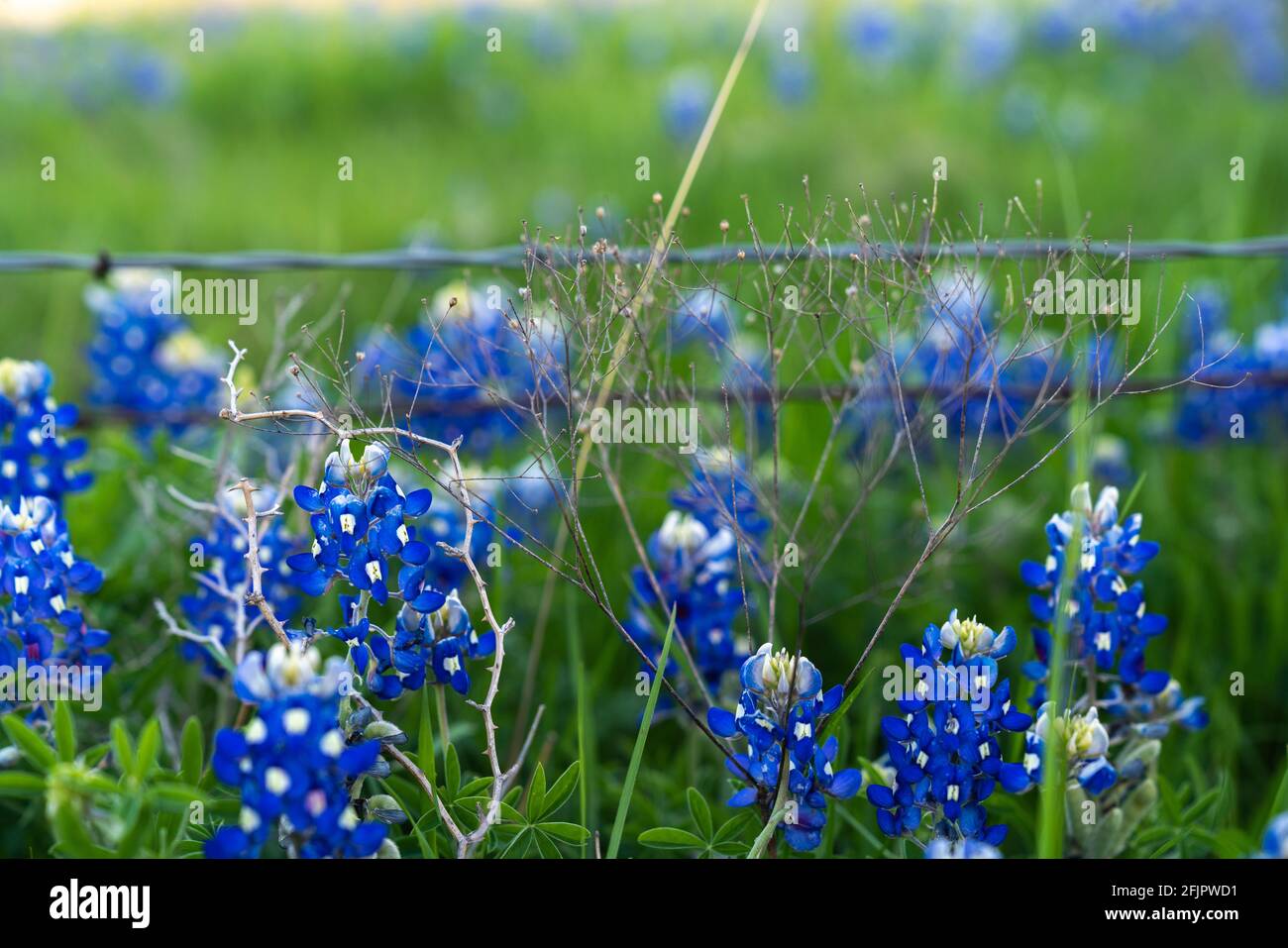 Wildflowers in North Texas countryside Stock Photo - Alamy