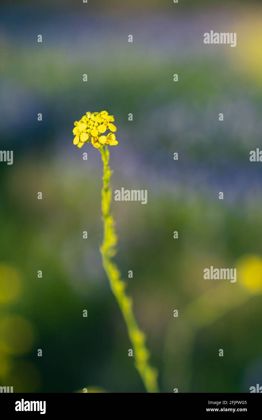 Wildflowers in North Texas countryside Stock Photo - Alamy