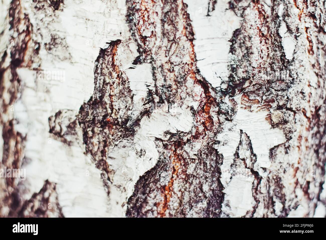 Natural wood, birch tree texture as wooden background, environment and ...