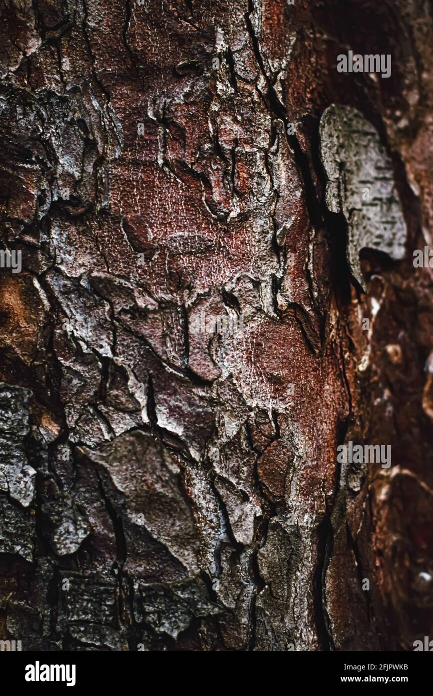 Natural wood, tree texture as wooden background, environment and nature ...