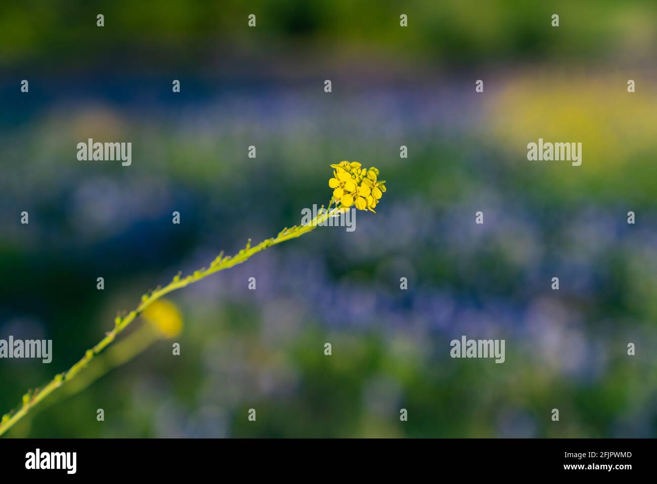 Wildflowers in North Texas countryside Stock Photo - Alamy