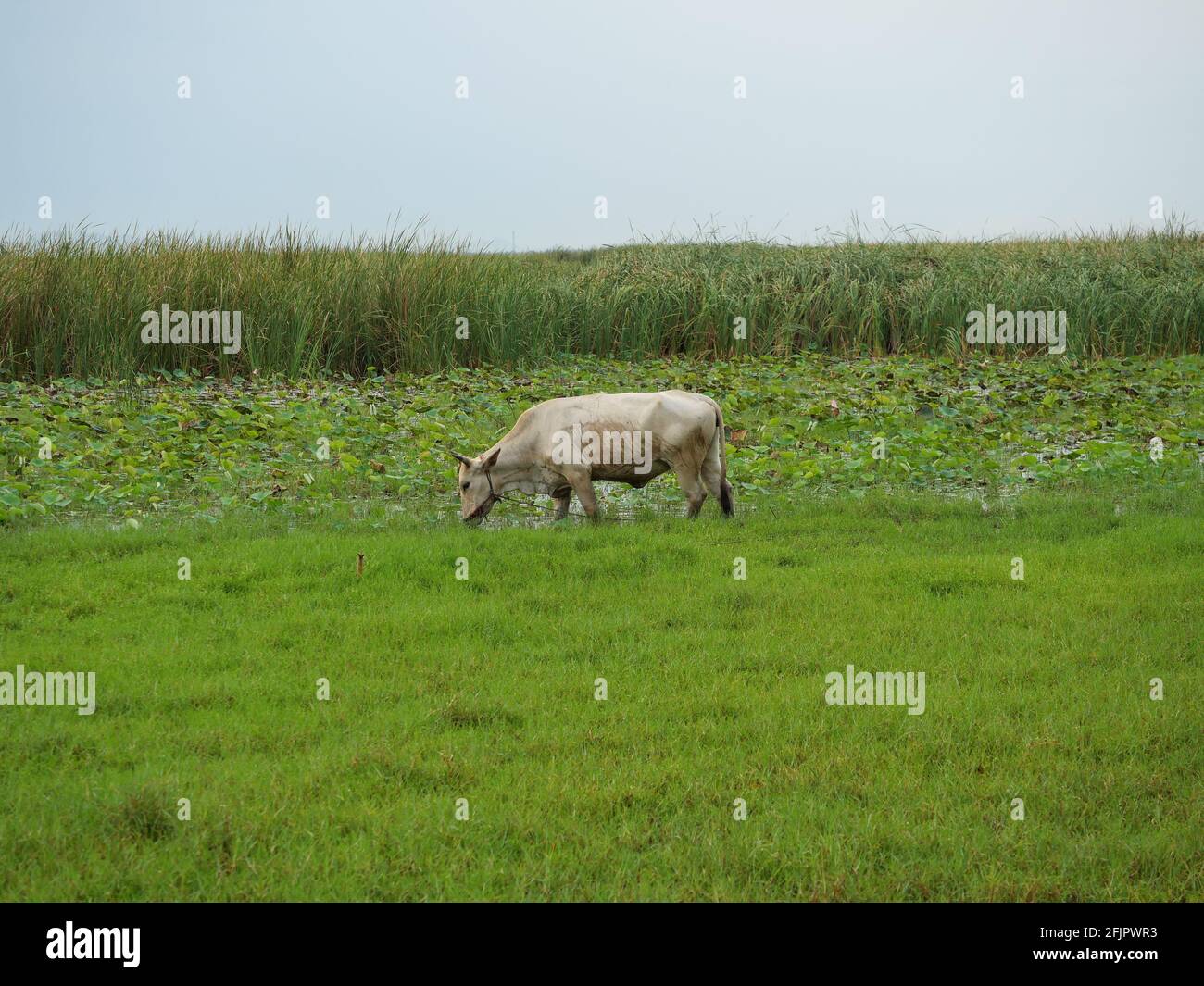Black cattle grazing in fields hi-res stock photography and images - Alamy