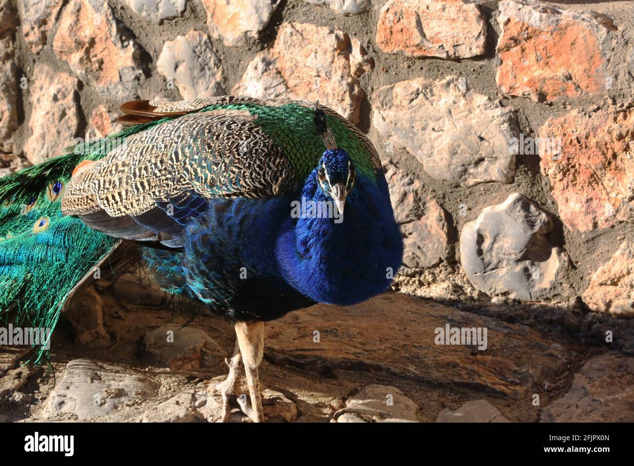 Peacock at Saint Naum Monastery Courtyard in Lake Ohrid, Macedonia ...