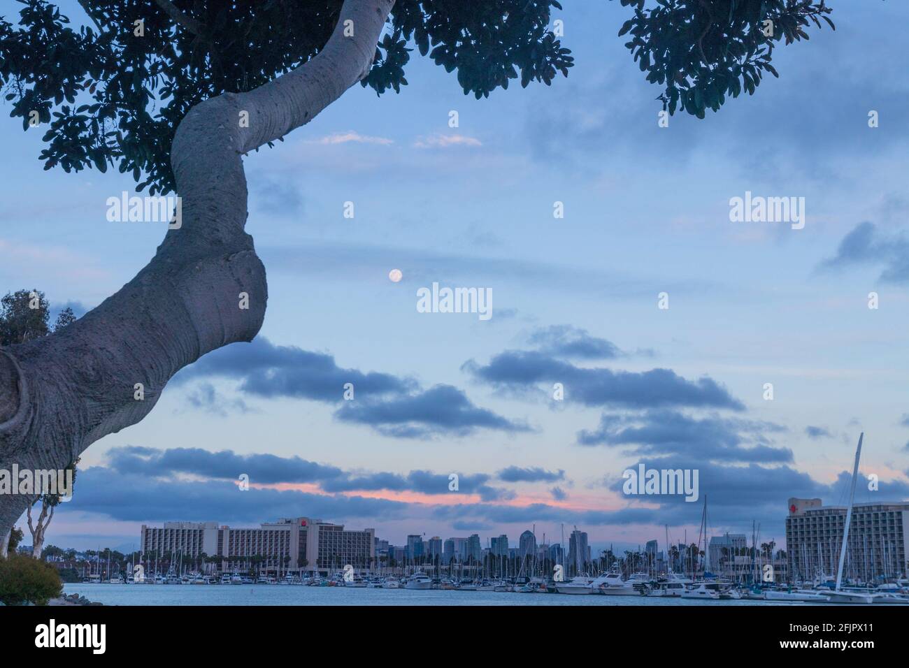 April 25, 2021: Purple jacaranda flowers, eucalyptus tree, full moon ...