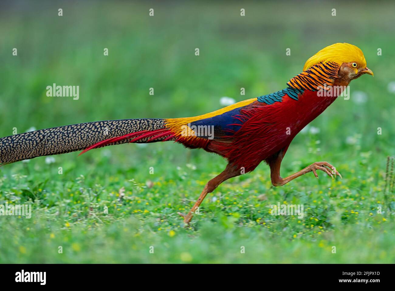 Bright orange and blue colours hi-res stock photography and images - Alamy