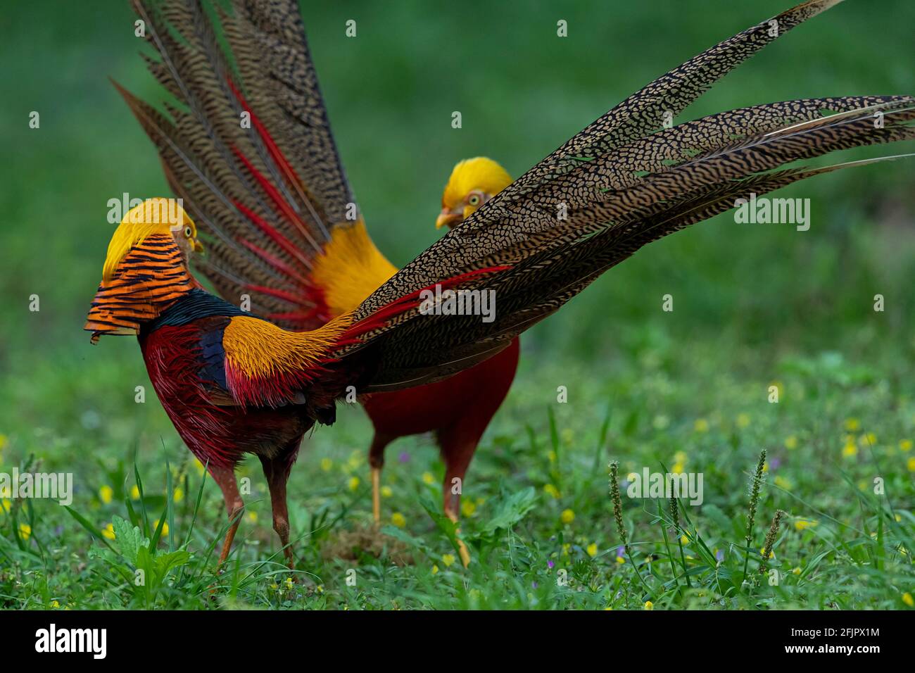 China pheasants hi-res stock photography and images - Alamy