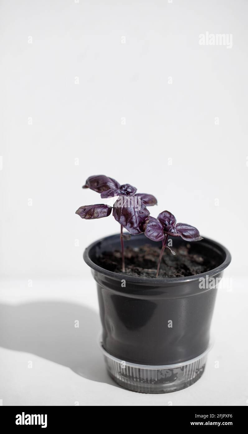 Purple basil pot hi-res stock photography and images - Alamy