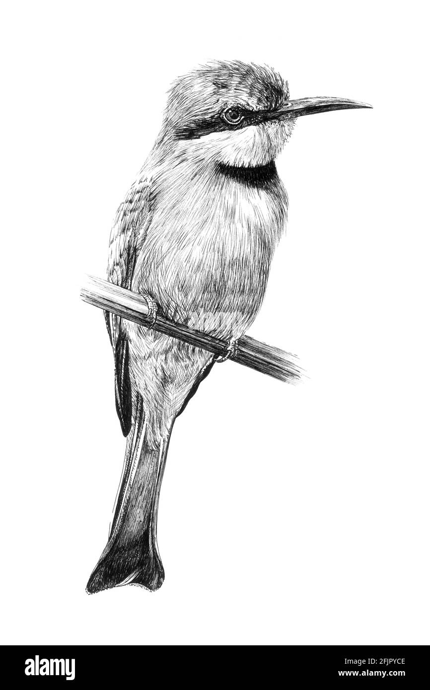 Hand drawn bee hi-res stock photography and images - Alamy