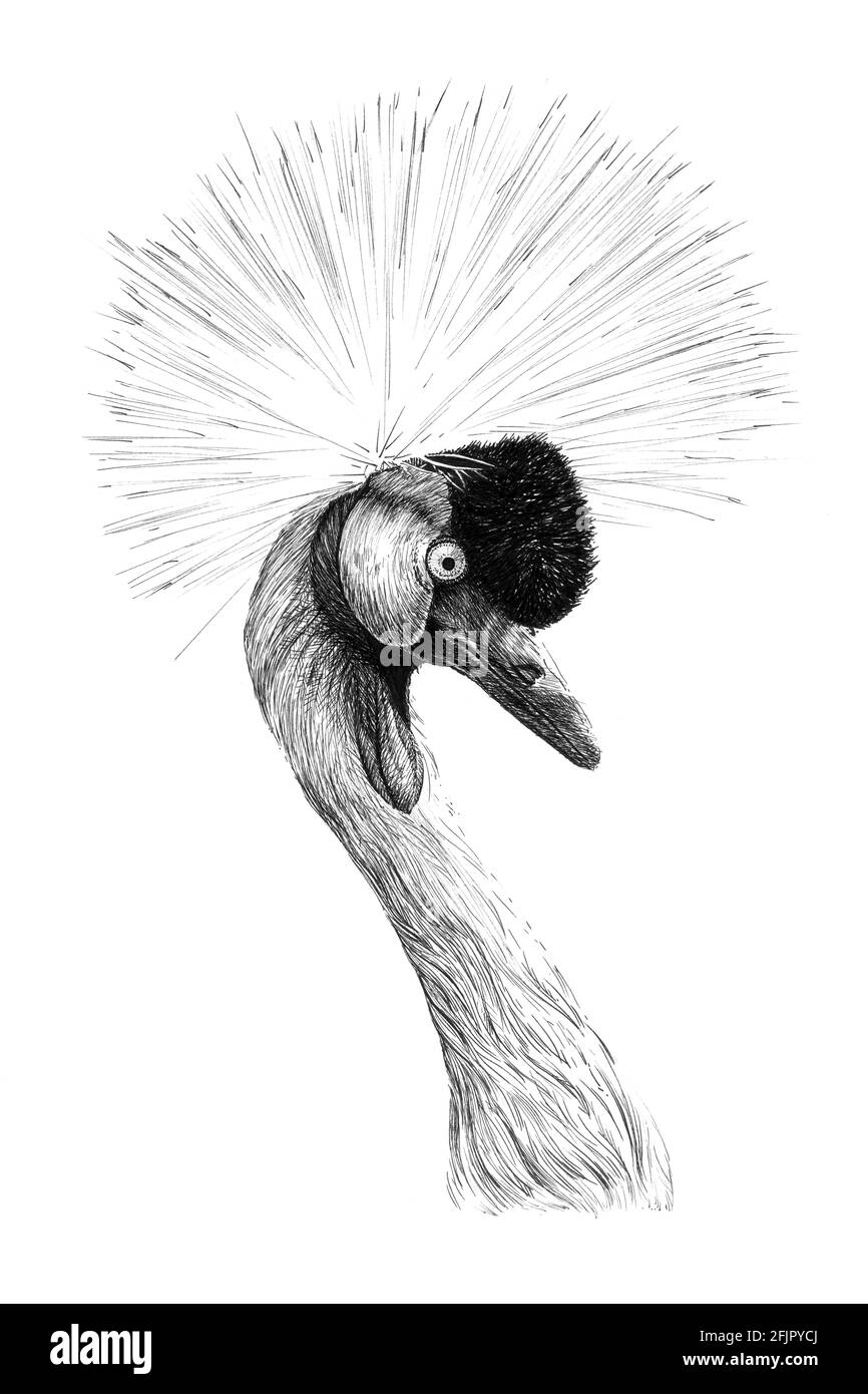 Crane sketch hi-res stock photography and images - Alamy