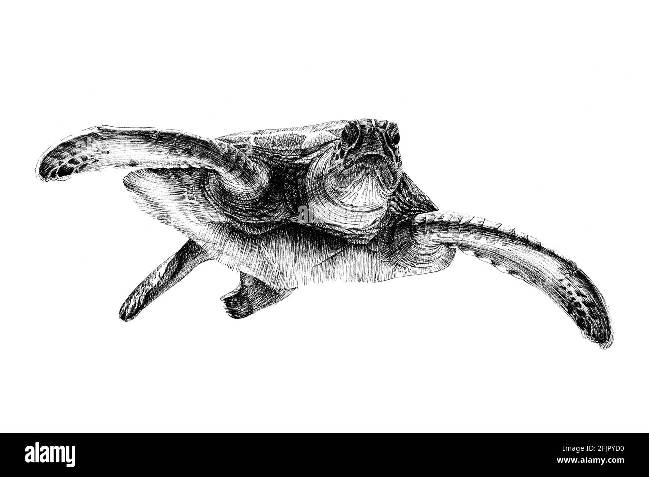 Turtle face drawing Black and White Stock Photos & Images - Alamy