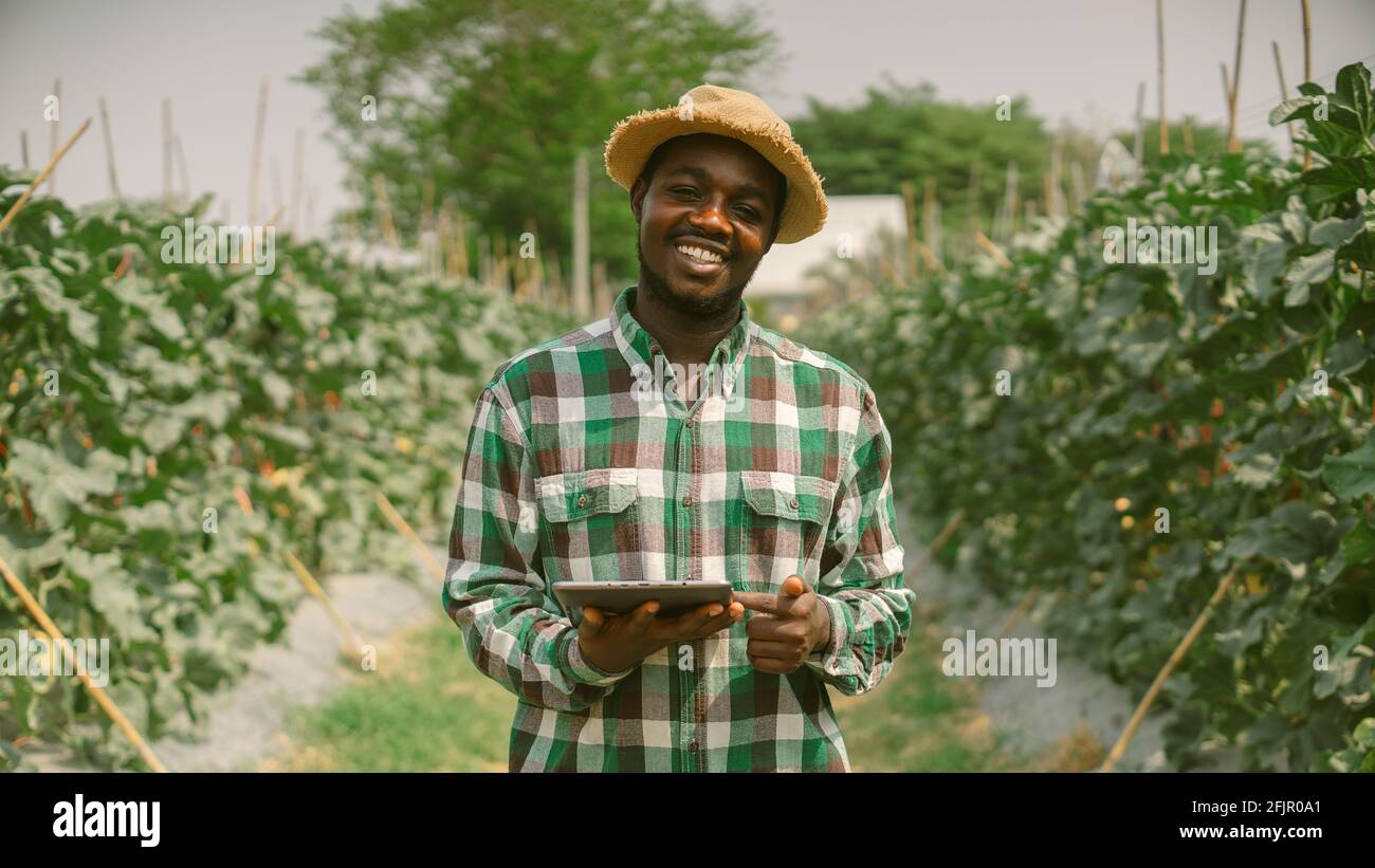 African farmer using tablet for research leaves of plant in organic ...