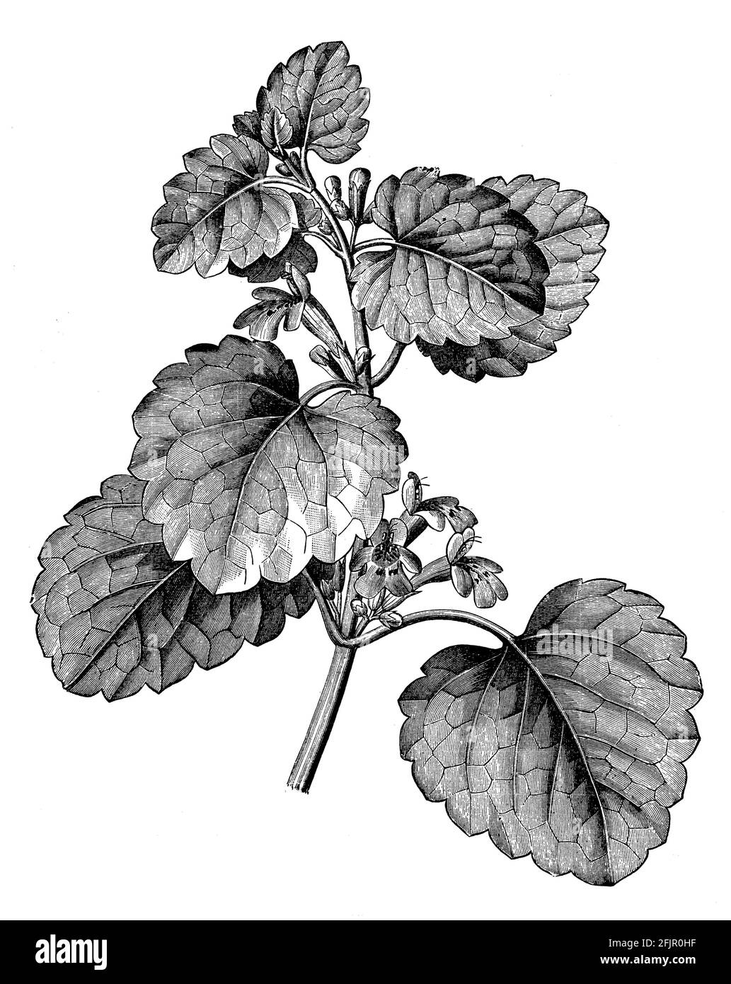 Creeping botany Black and White Stock Photos & Images - Alamy