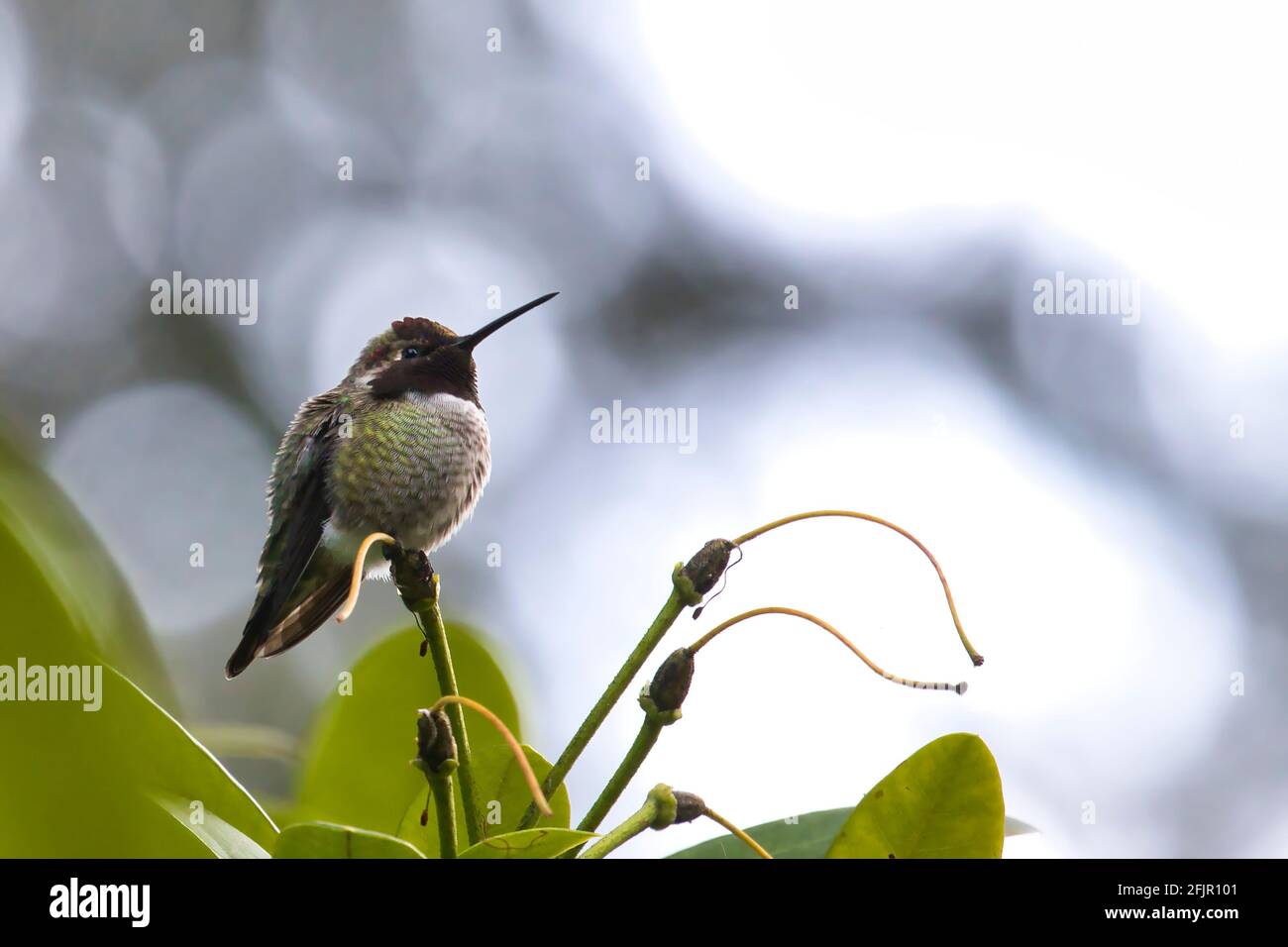 a hummingbird on a thin tree branch Stock Photo - Alamy