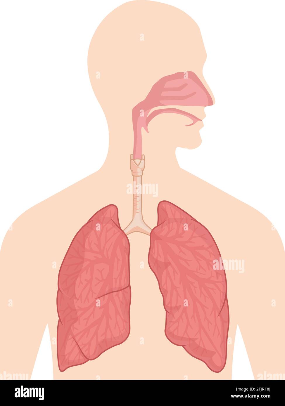 Respiratory Breathing System Body Organ Anatomy Diagram Vector Drawing
