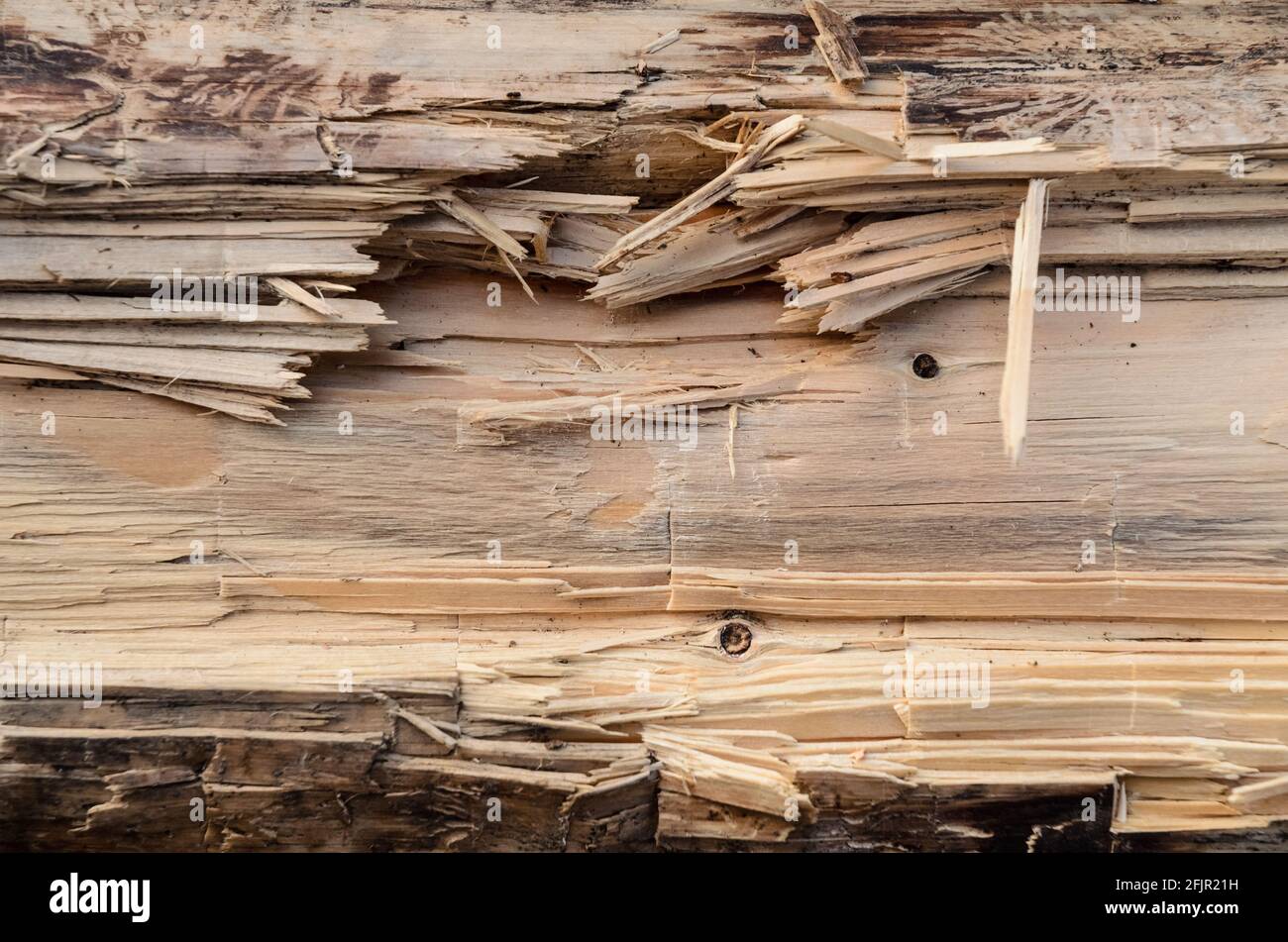 Wooden natural background with details of a fresh cut tree surface ...