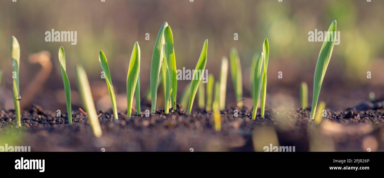 Sprouts of young barley or wheat that have just sprouted in the soil ...