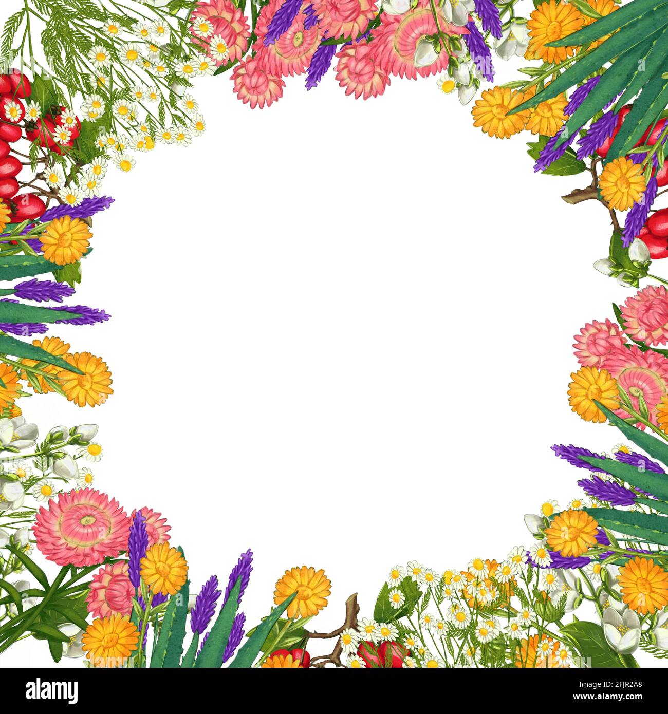 Hand drawn medicinal plant frame. Healing herbs border. isolated on ...