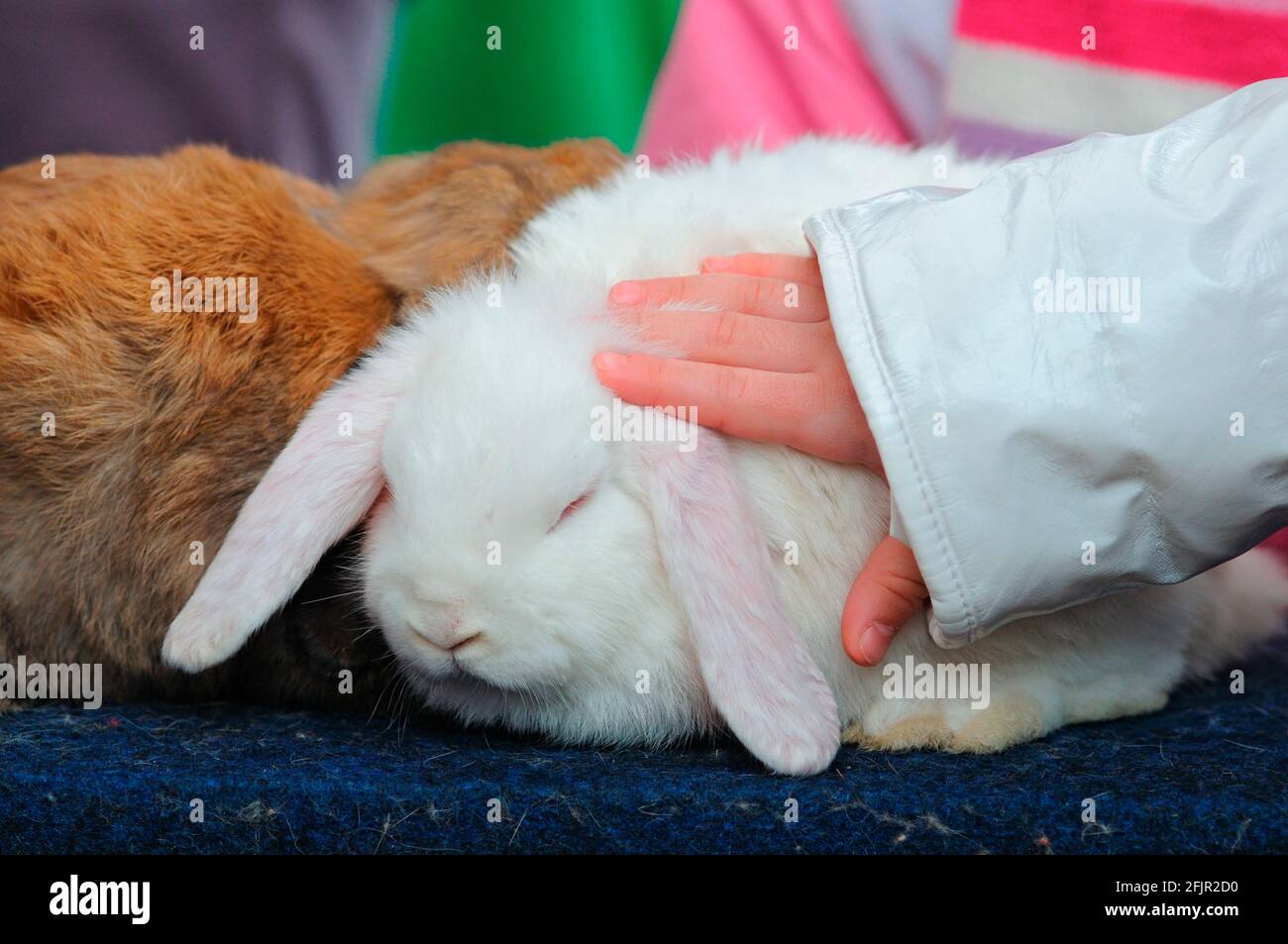 Mammal rabbit hi-res stock photography and images - Alamy