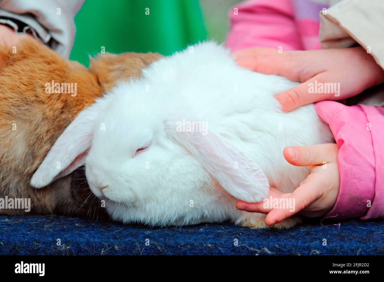 White rabbit girls hi-res stock photography and images - Alamy