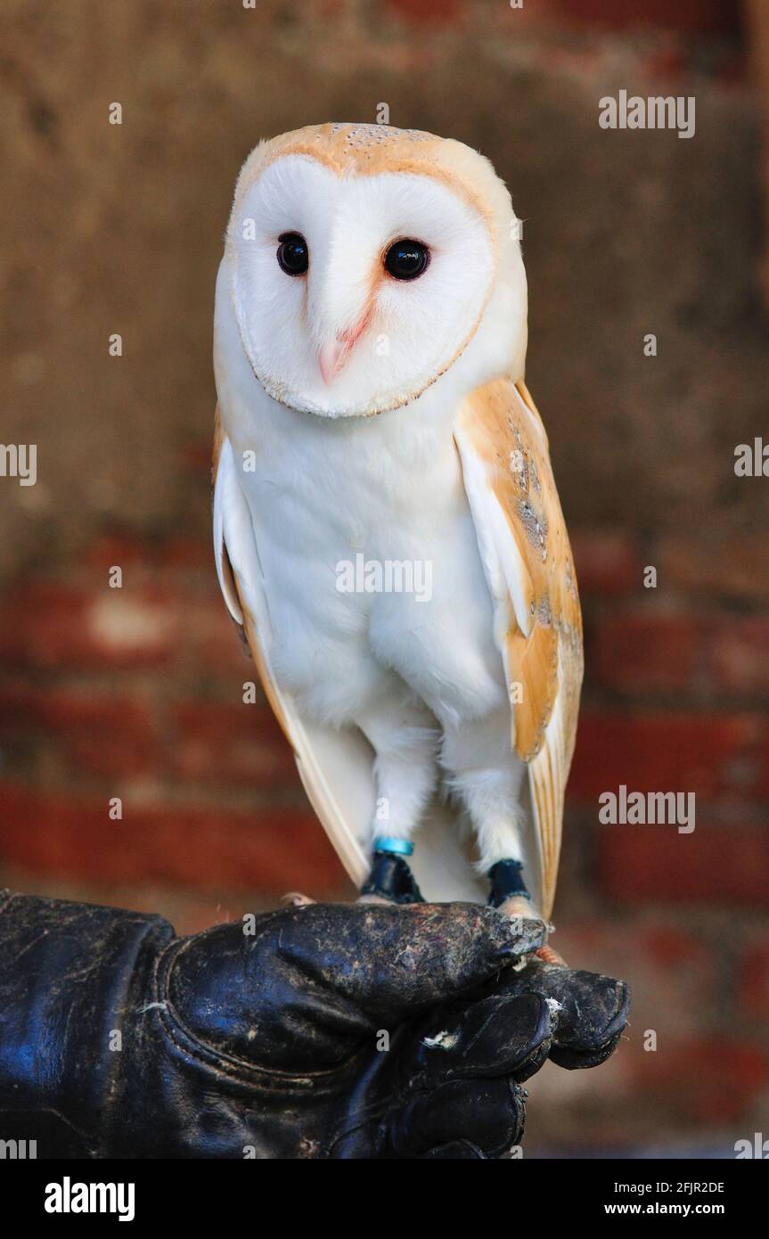 Italy, Lombardy, Barn Owl, Tyto Alba, on the Hand of a Falconer Stock ...