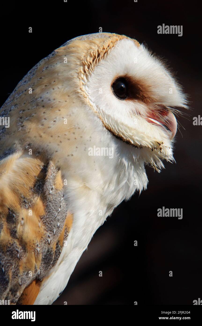 Italy, Lombardy, Barn owl, Tyto Alba, in Captive Stock Photo - Alamy