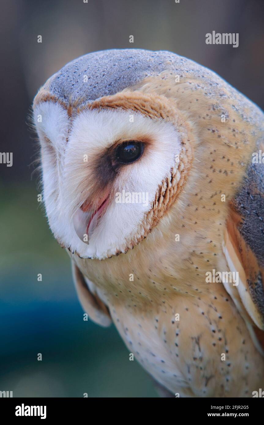 Italy, Lombardy, Barn owl, Tyto Alba, in Captive Stock Photo - Alamy